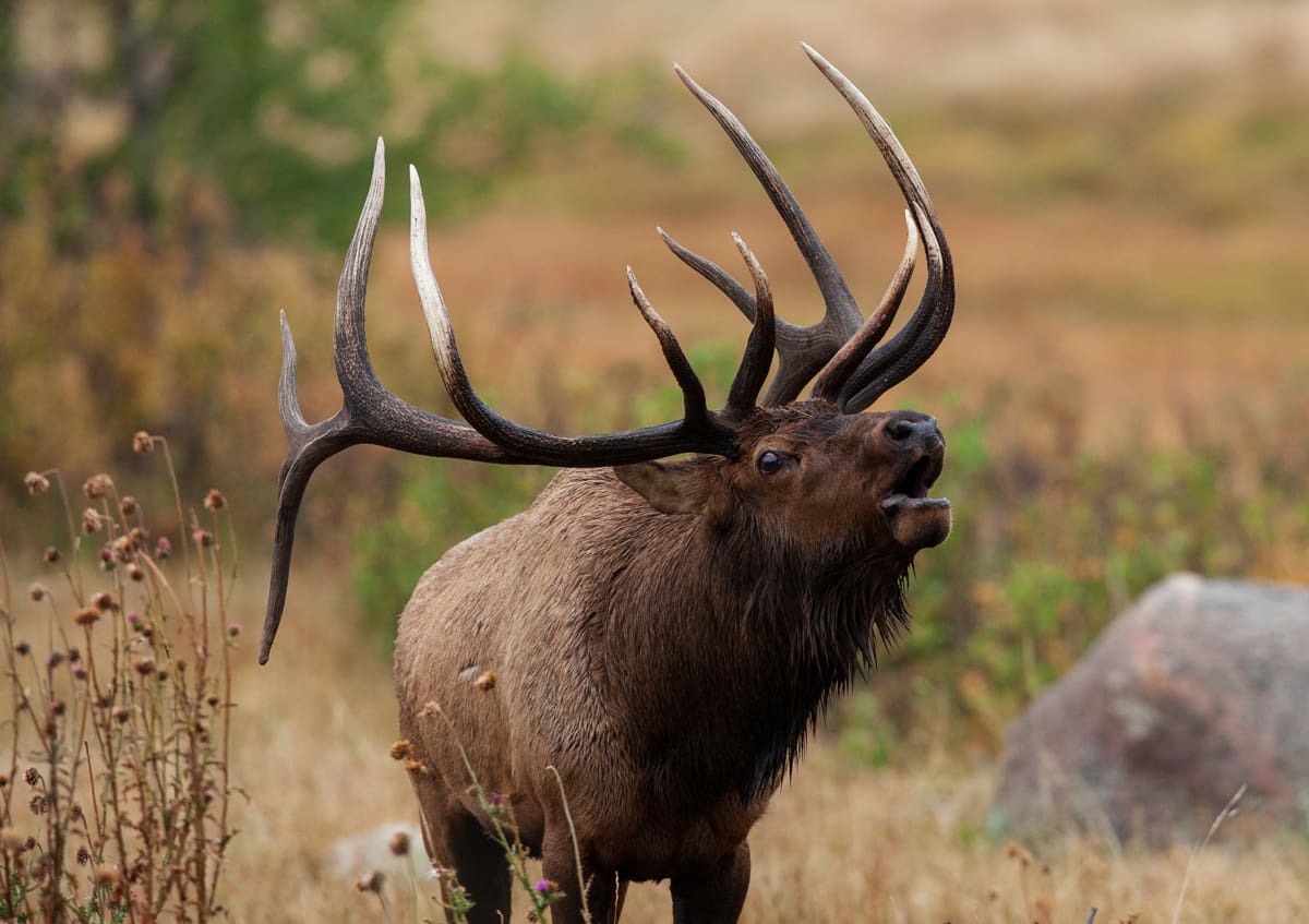 Mastering Early-Season Elk Hunting: Strategies for Success - TUO Gear